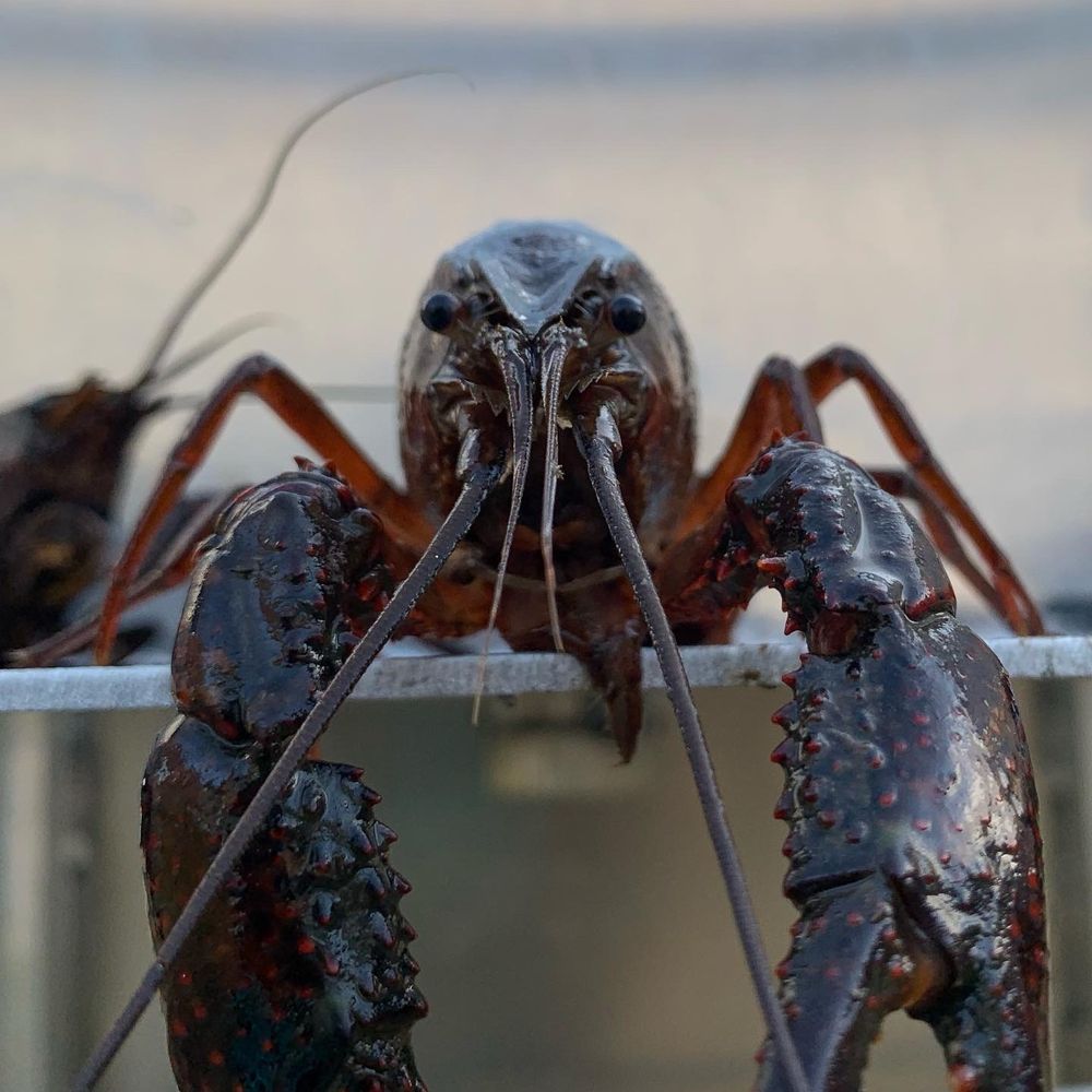 Live Crawfish Mo