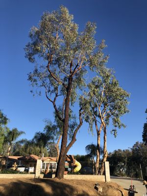 LIFE TREE SERVICE - Updated July 2025 - 33 Photos & 16 Reviews ...