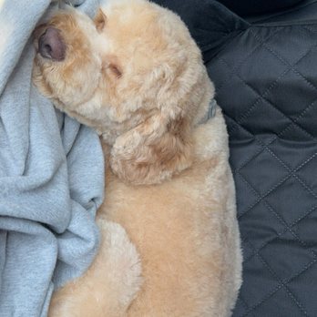 MOOCHI DOG SALON AND SUPPLY - Updated October 2025 - 253 Photos & 271 ...