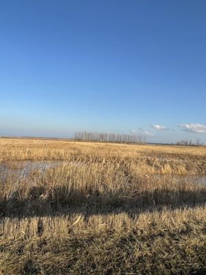 POINTE MOUILLEE STATE GAME AREA - Updated October 2025 - 37205 Mouillee ...