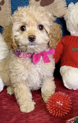 SPRING GREEN PUPS - Updated November 2025 - S10405A Little Bear Rd ...