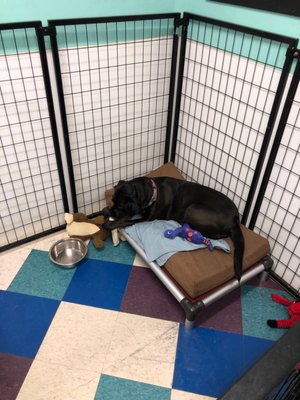 HELPING HOUNDS DOG RESCUE - 16 Photos & 25 Reviews - 7268 Caswell Ave ...