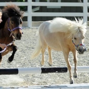 WILLOW CREEK STABLES - Updated October 2025 - 10 Photos - 3049 Camino ...