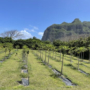 KUALOA RANCH - Updated June 2024 - 11619 Photos & 5097 Reviews - 49-560 ...