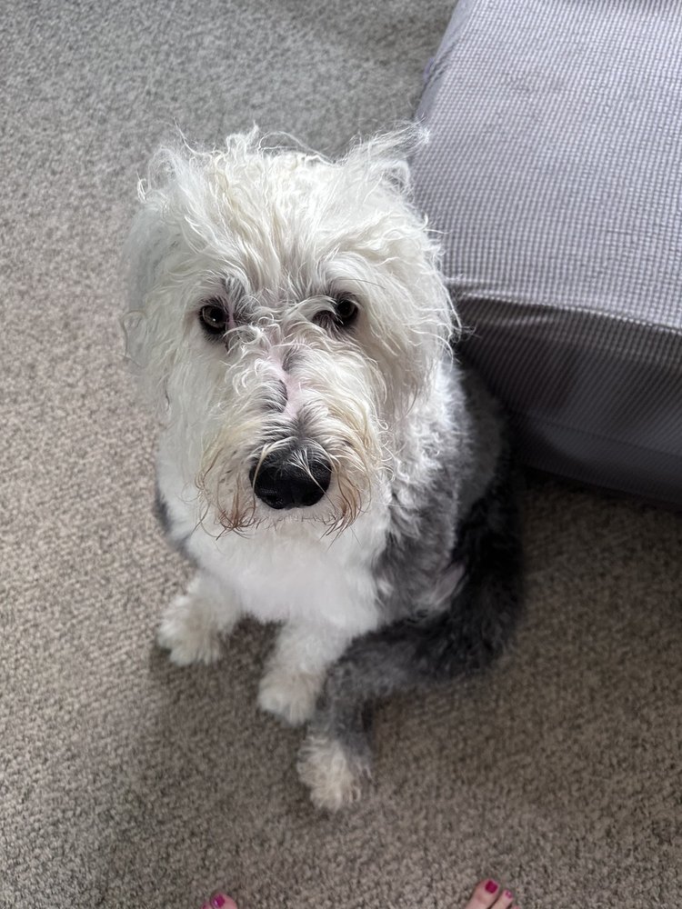 THE DOG SPAW - Updated December 2025 - 12 Photos & 23 Reviews - 141 W ...