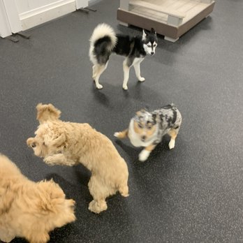 CITY PAWS PET CLUB - Updated December 2025 - 76 Photos & 43 Reviews ...