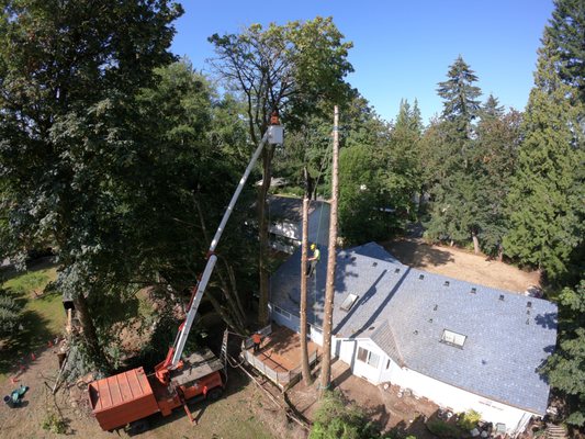 OLYMPIA TREE CARE - Updated December 2025 - 18 Photos - 911 Kaiser Rd ...