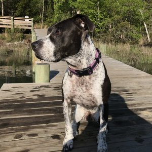 SAN FRANCISCO STABLES - Updated June 2025 - 18 Photos - 1114 Casad Rd ...