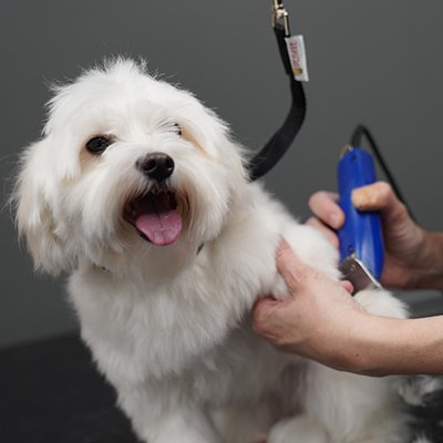 PET SUPPLIES PLUS WEST SPRINGFIELD - Updated December 2025 - 59 Photos ...