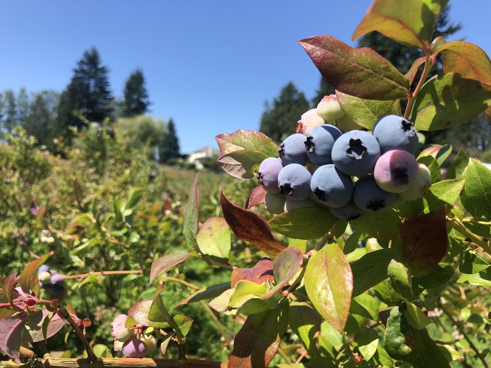 BLUEBERRY BLOSSOM FARM - Updated August 2024 - 28 Photos - 8628 Fobes ...