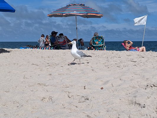 LAVALLETTE BEACH AND BOARDWALK - 47 Photos & 12 Reviews - Lavallette ...