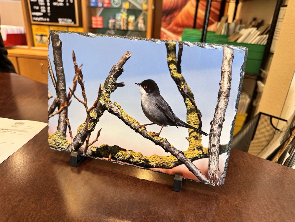 DIGITAL PRO LAB - Updated October 2025 - 19 Photos & 38 Reviews - 10103 ...