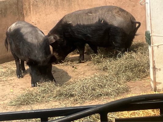 COSLEY ZOO - 260 Photos & 134 Reviews - 1356 N Gary Ave, Wheaton ...