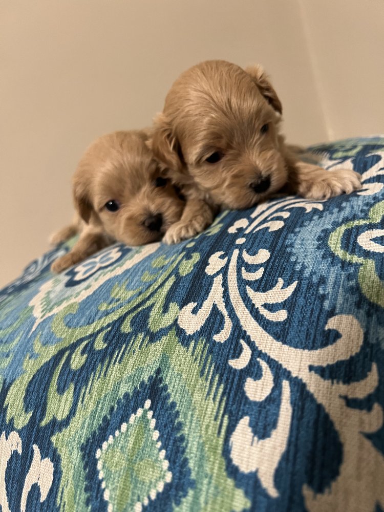 DOGS N STYLE - Updated July 2025 - Request Information - 27 Photos - St ...