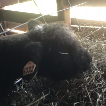 MUSCOOT FARM - Updated December 2025 - 186 Photos & 47 Reviews - 51 Rt ...