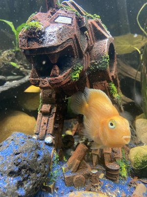 THE FISH PLACE - 73 Photos & 53 Reviews - Aquarium Services - 141 ...