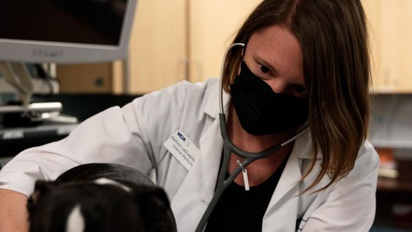 VCA ALAMEDA EAST VETERINARY HOSPITAL - Updated December 2025 - 87 ...