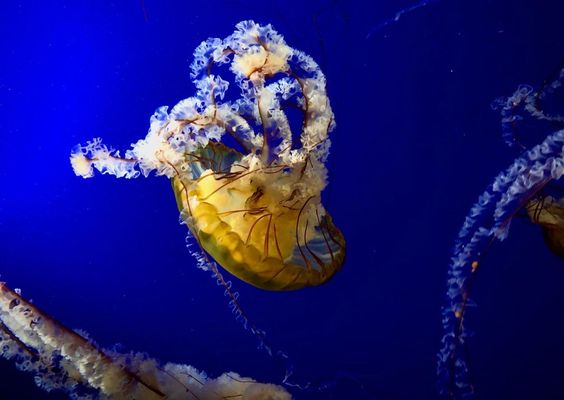 POINT DEFIANCE ZOO & AQUARIUM - 1452 Photos & 483 Reviews - 5400 N ...