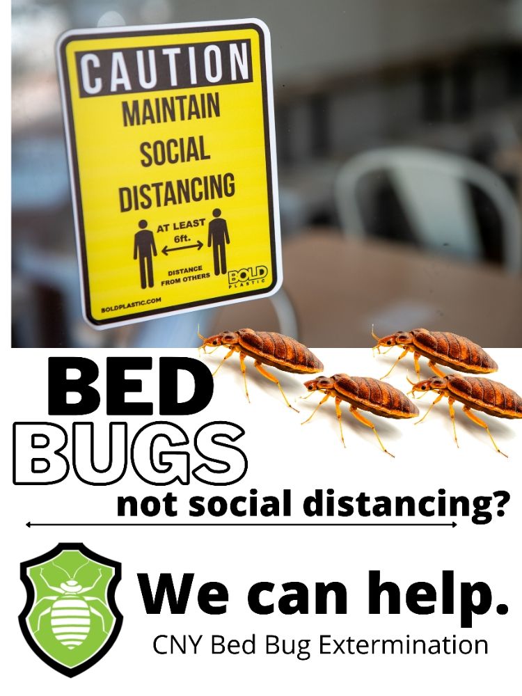CNY BED BUG EXTERMINATION - Updated December 2025 - 10 Photos ...