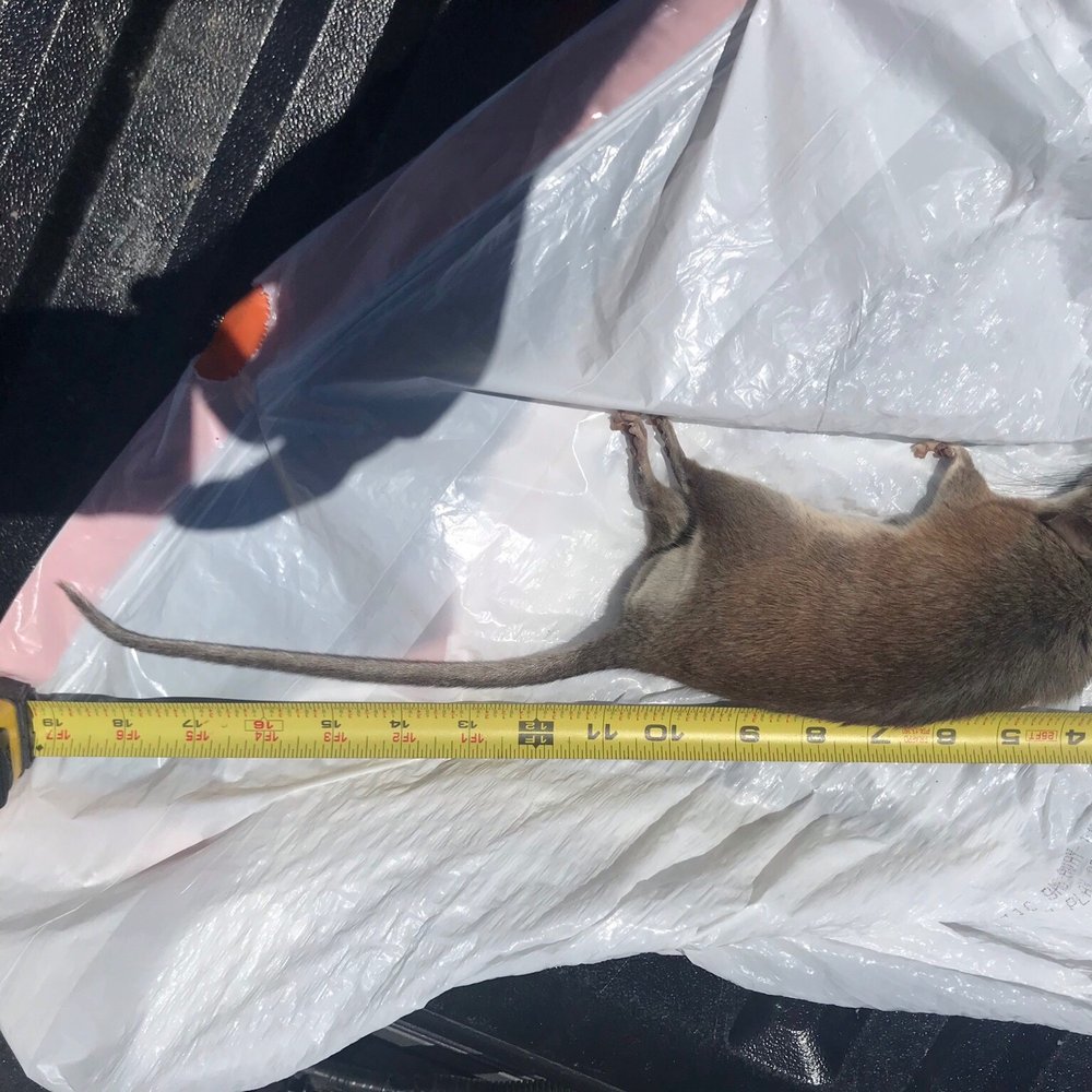 Waste Cesspool Of Vermin Infestation