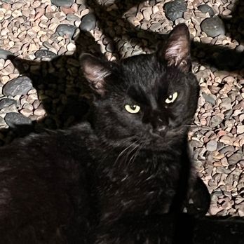 FEARLESS KITTY RESCUE - Updated August 2025 - 22 Photos & 17 Reviews ...