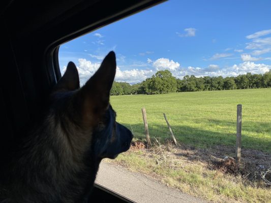 MAYDAY DOG TRAINING - Updated August 2024 - 54 Photos & 23 Reviews ...