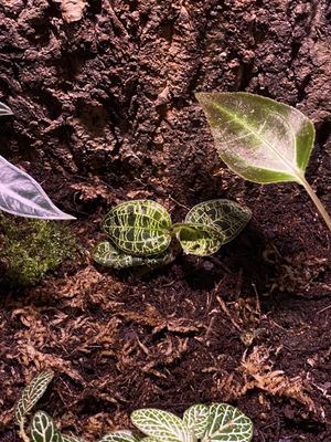 JUNGLE BOX - 18 Photos & 12 Reviews - Nurseries & Gardening - 3604 N ...