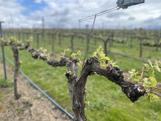 TRANCHE - Updated December 2025 - 75 Photos & 48 Reviews - 705 Berney ...