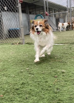 THE RUFF HOUSE STAY & PLAY - Updated July 2024 - 54 Photos & 45 Reviews - 5201 Virginia Beach ...