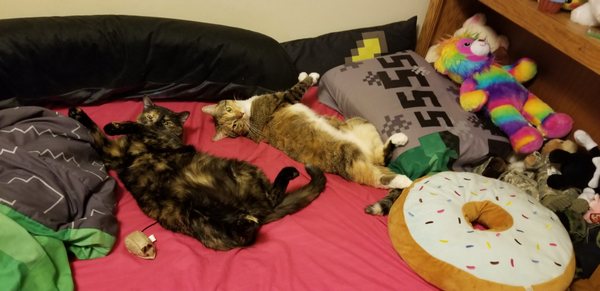 LAKESHORE HUMANE SOCIETY - 11 Photos - 1551 N 8th St, Manitowoc ...