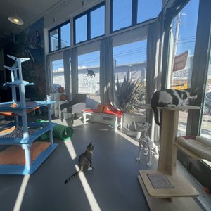 CAT TOWN - 859 Photos & 356 Reviews - 2869 Broadway, Oakland, CA - Yelp