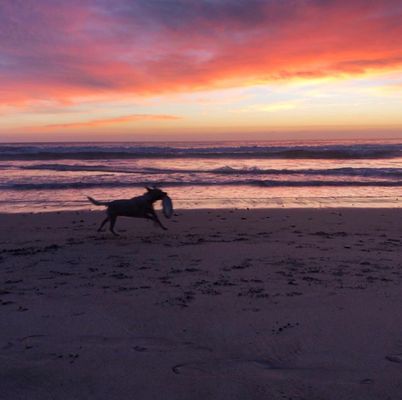 CASSIDY BEACH - 27 Photos - Oceanside, CA - Yelp