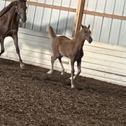 CROSS CREEK STABLES - 65 Photos - 2200 NW 192nd St, Edmond, OK - Yelp