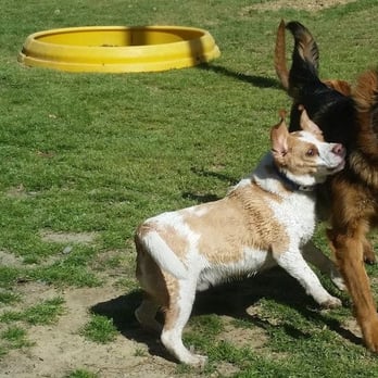 THE FAYETTEVILLE PET RESORT - Updated March 2025 - 18 Photos & 22 ...