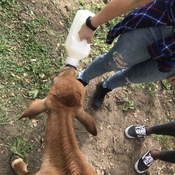 ROSE BRIDGE FARM & SANCTUARY - Updated March 2025 - 225 Photos & 77 ...