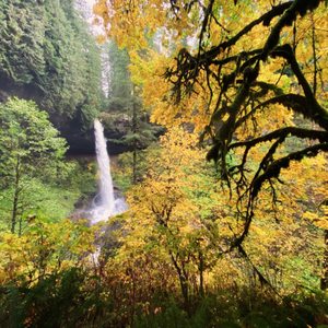 SILVER FALLS STATE PARK - 1293 Photos & 290 Reviews - Parks - 20024 ...