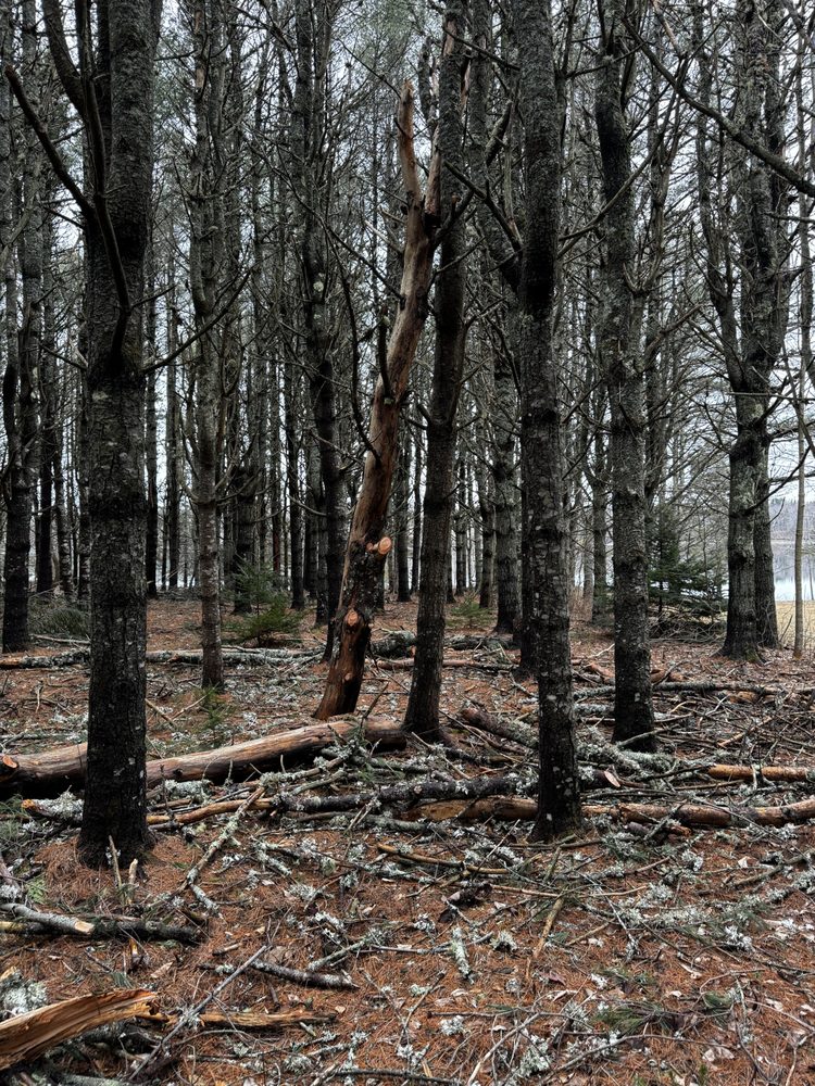 LEGACY TREES - Updated March 2024 - 11 Photos - Sullivan, Maine - Tree Services - Phone Number ...