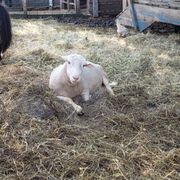 FOREST VIEW FARMS - 54 Photos & 40 Reviews - Horse Boarding - 16717 ...