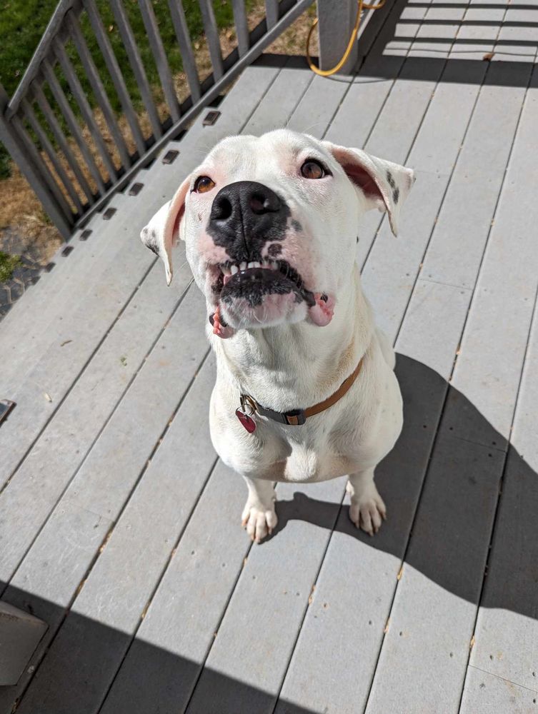 MOUNTAIN MUTT MANNERS - Updated January 2025 - 13 Photos - Cullowhee ...