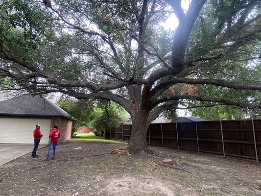 HERNANDEZ TREE EXPERTS - Updated October 2025 - 244 Photos & 136 ...