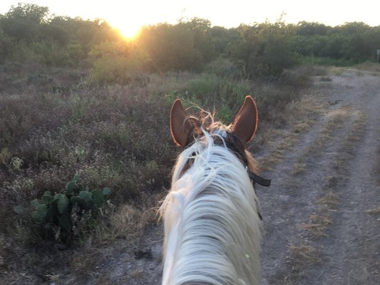 TEXAS TRAIL RIDES - 95 Photos & 104 Reviews - 8601 Bluff Springs Rd ...