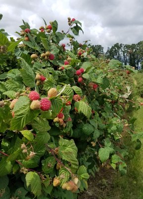 MORNING SHADE FARM - Updated April 2025 - 10 Photos & 23 Reviews - 8345 ...