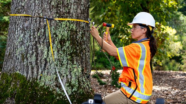 BARTLETT TREE EXPERTS - Updated October 2025 - 67 Photos & 101 Reviews ...