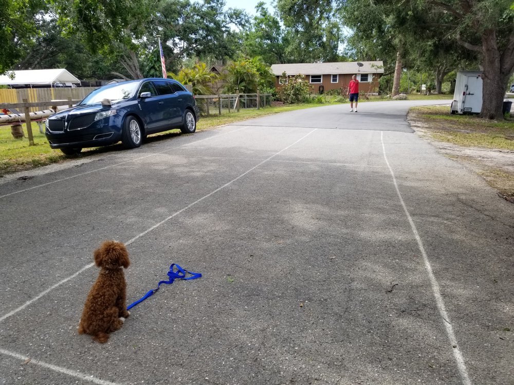 EXECUTIVE DOG TRAINING - Updated June 2025 - Request Consultation - 750 ...