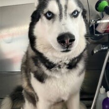 PAWGO - 81 Photos & 126 Reviews - 46 W Hatcher Rd, Phoenix, Arizona ...