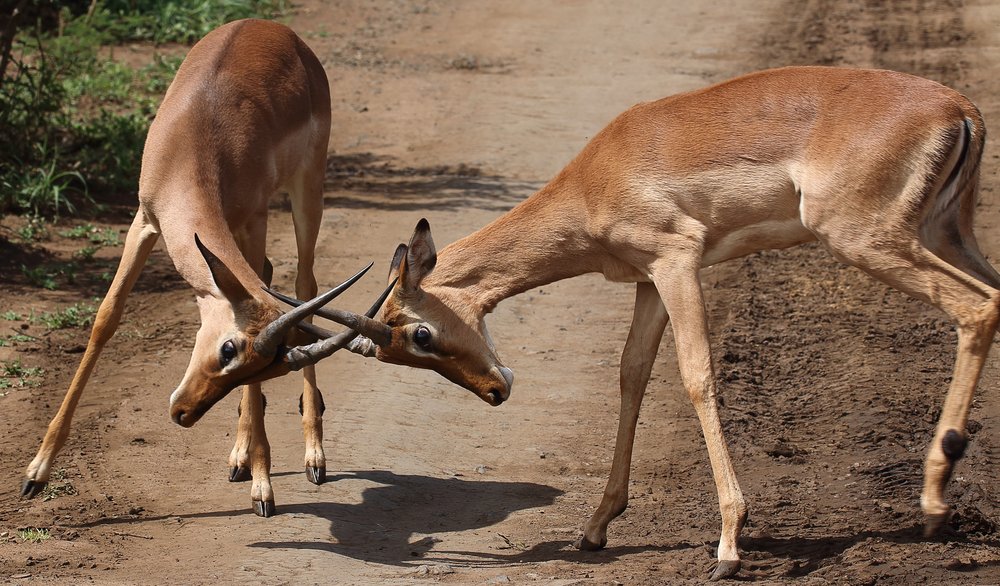 SUPERB VACATIONS - Contact Agent - Katy, Texas - Travel Agents - Phone ...