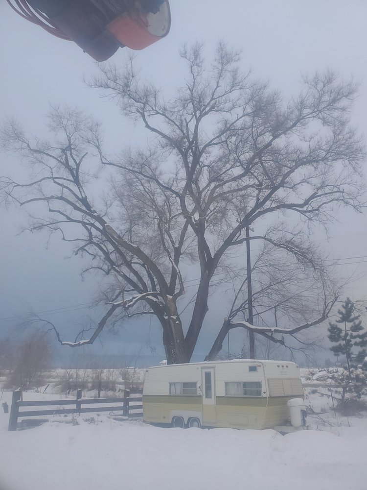 CAMPBELL’S TREE & STUMP SERVICE - Updated November 2025 - Request a ...