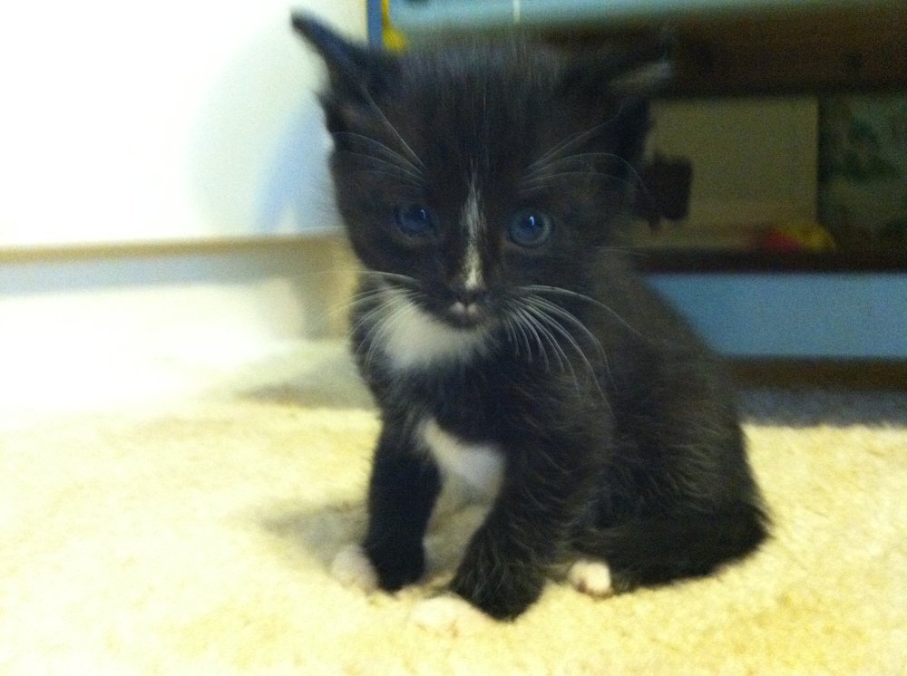 CONNECTICUT CAT CONNECTION - Updated August 2024 - 10 Reviews - 40 ...