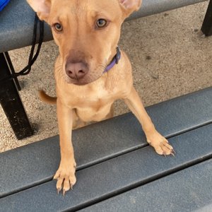 HUMANE SOCIETY OF MEMPHIS & SHELBY COUNTY - Updated June 2025 - 28 ...