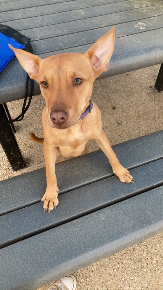 MEMPHIS ANIMAL SERVICES - Updated December 2025 - 21 Photos & 18 ...